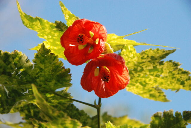 Abutilon Megapotamicum for Northwest Gardens: A Brazilian Bombshell