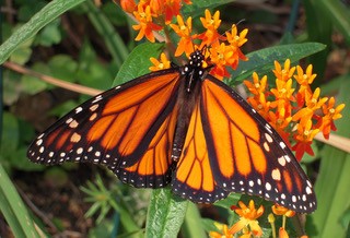 Celebrating Hortlandia's 30th Anniversary with a Focus on Pollinators ...