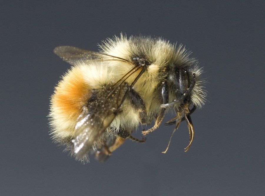 Celebrating Hortlandia's 30th Anniversary with a Focus on Pollinators ...